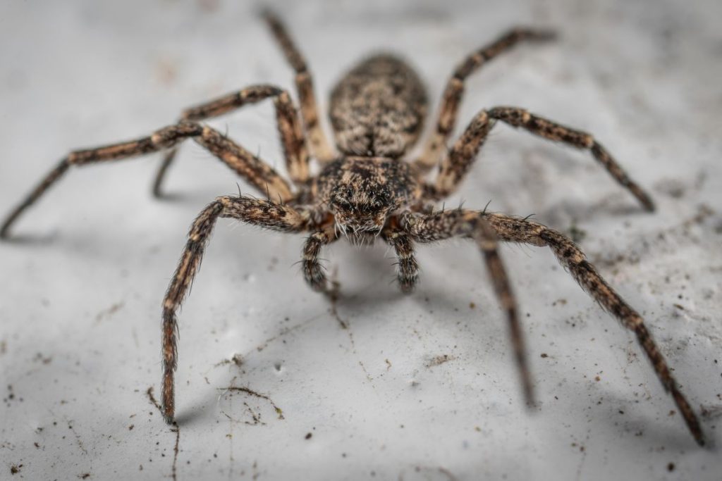 Commercial Spider Control in Houston, TX - It’s Bugs Or Us