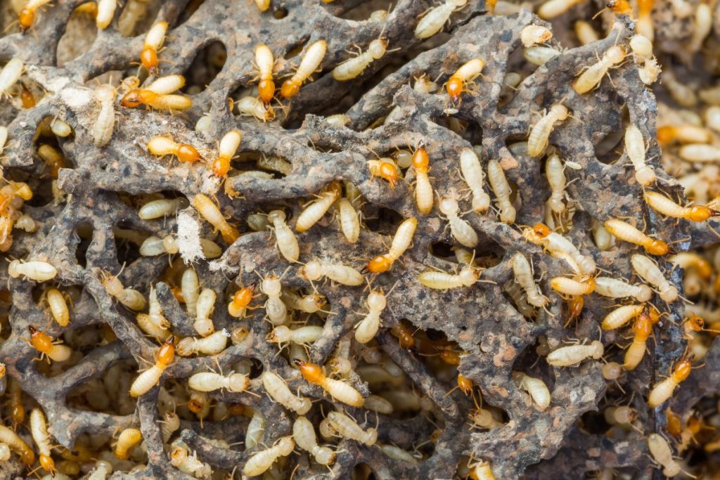 Commercial Termite Control in Houston, TX - It’s Bugs Or Us